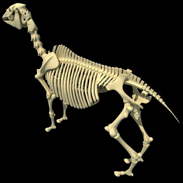 3D Animal Skeletons Models – 3D Horse