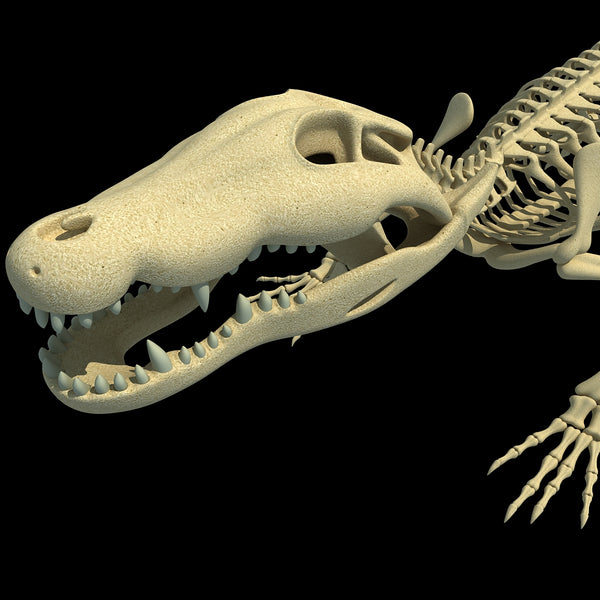 Animal Skeletons 3D Models – 3D Horse