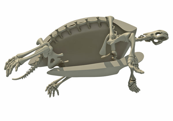 Tortoise Skeleton 3D Model – 3D Horse