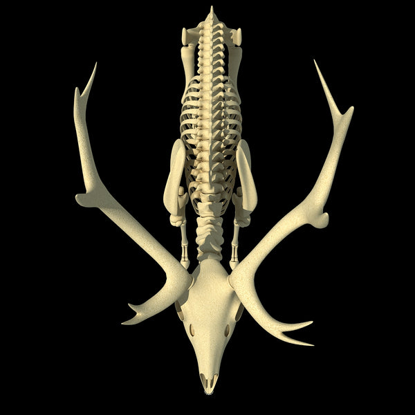Deer Skeleton 3D Model – 3D Horse