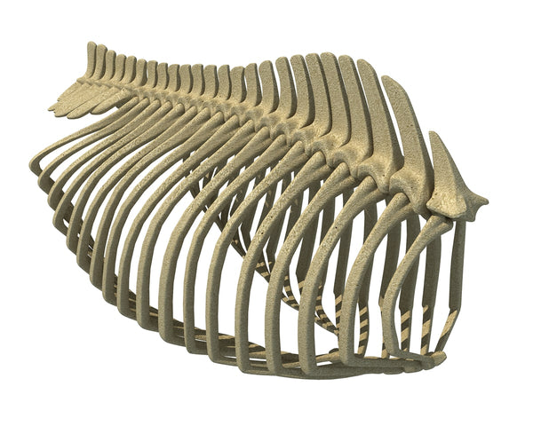 Gorilla Rib Cage 3D Model – 3D Horse