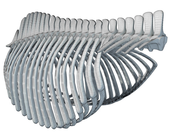 Gorilla Rib Cage 3D Model – 3D Horse