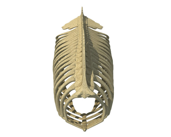 Gorilla Rib Cage 3D Model – 3D Horse