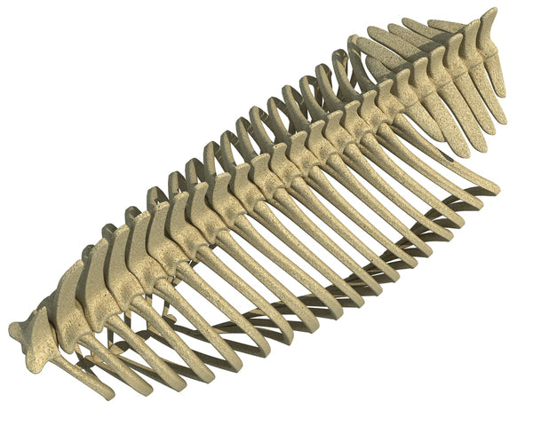 Gorilla Rib Cage 3D Model – 3D Horse