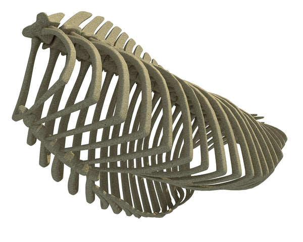 Gorilla Rib Cage 3D Model – 3D Horse
