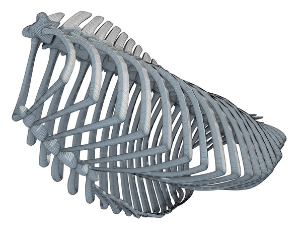 Gorilla Rib Cage 3D Model – 3D Horse